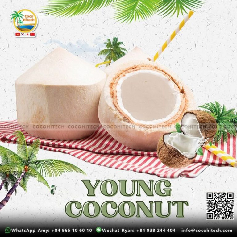 COCO HITECH VIETNAM | Coconut export centre of Vietnam