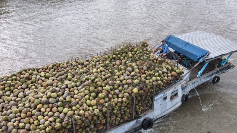 Three easy steps to choose high qualified coconut fiber - COCO HITECH