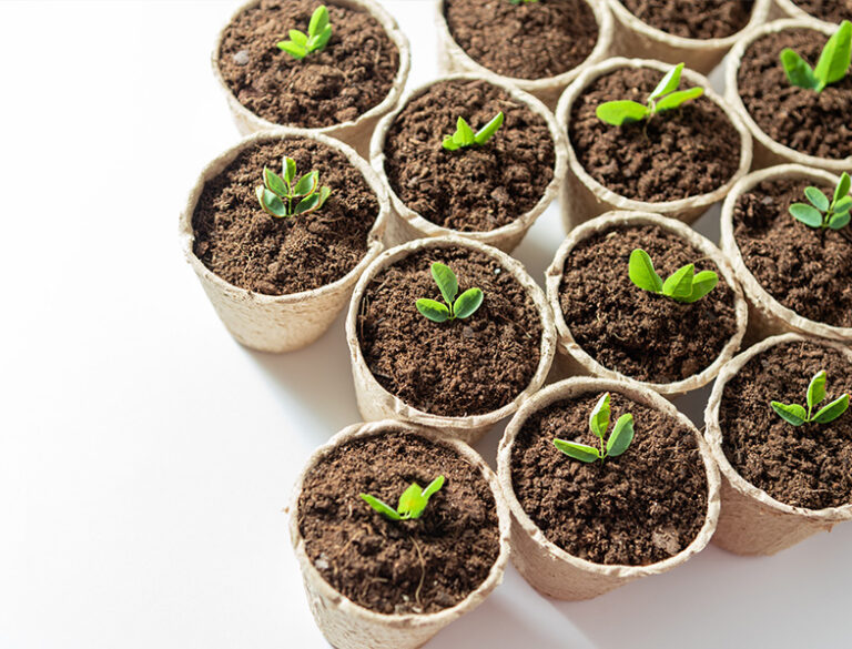 Advantages of using coco peat for gardener and plant - COCO HITECH