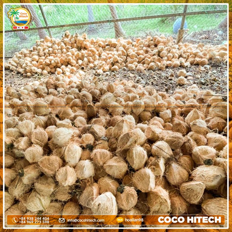 Coconut shell – The optimal alternative for fuel material - COCO HITECH