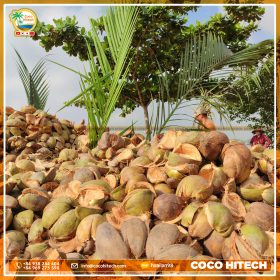 Coconut shell – The optimal alternative for fuel material - COCO HITECH
