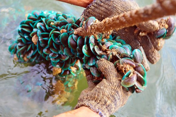 NATURAL GREEN MUSSEL GROWING ROPE - COCO HITECH