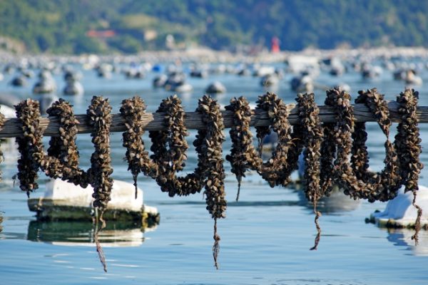 COCO ROPE MUSSEL FARMING - COCO HITECH