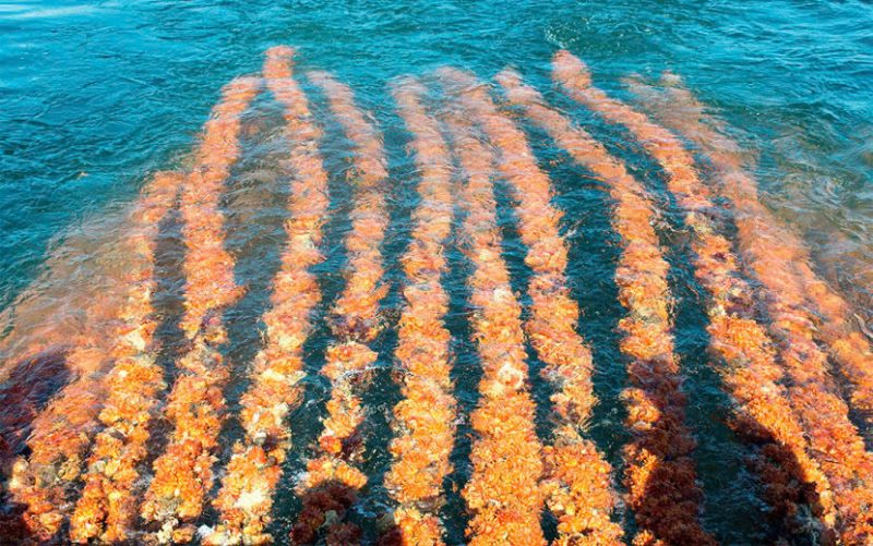 COCONUT COIR ROPE - COCO HITECH